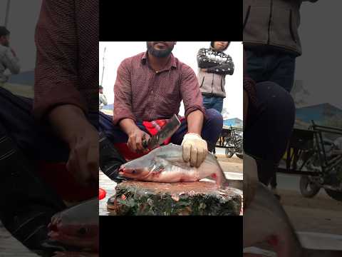 Amazing Great Delicious Pangasius Fish Cutting Techniques | Fillet Fish Slicing