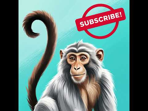 The Lion tailed Macaque