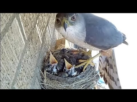 Hawk steals two 14 day old robins from the nest