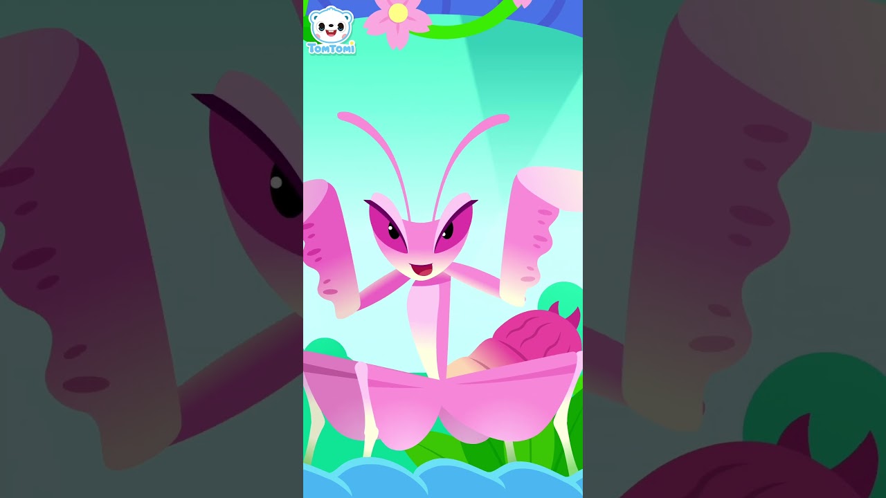 🎤Orchid Mantis, the clever hunter disguised as petals🌸 | Actual images | Unusual insects | TOMTOMI