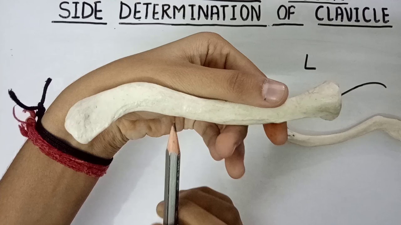 Clavicle side determination