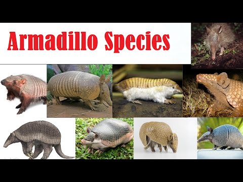 Armadillo Species - All Armadillo Species List - Espécies de tatu