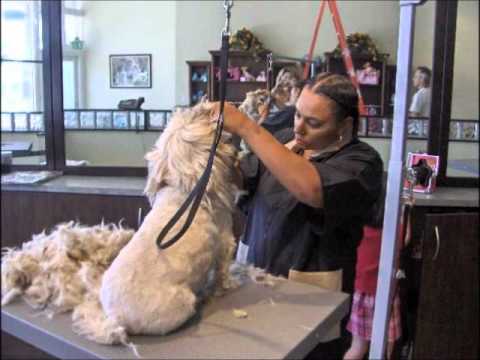 Dog-Grooming-Los-Angeles-CA | (310) 909-7423