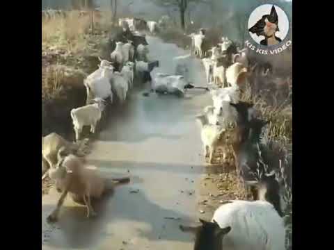 Goats represent figure skating.