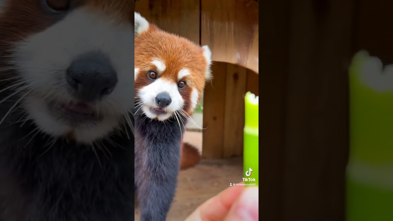 Is there a difference between sugar cane and bamboo?🥰😍😋#fy  #trending #cute #greedy #redpanda