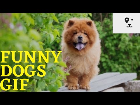 Funny Dogs Gifs