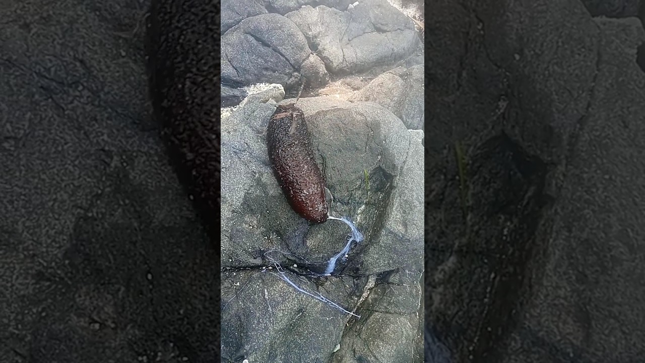 #Spitting#seacucumber