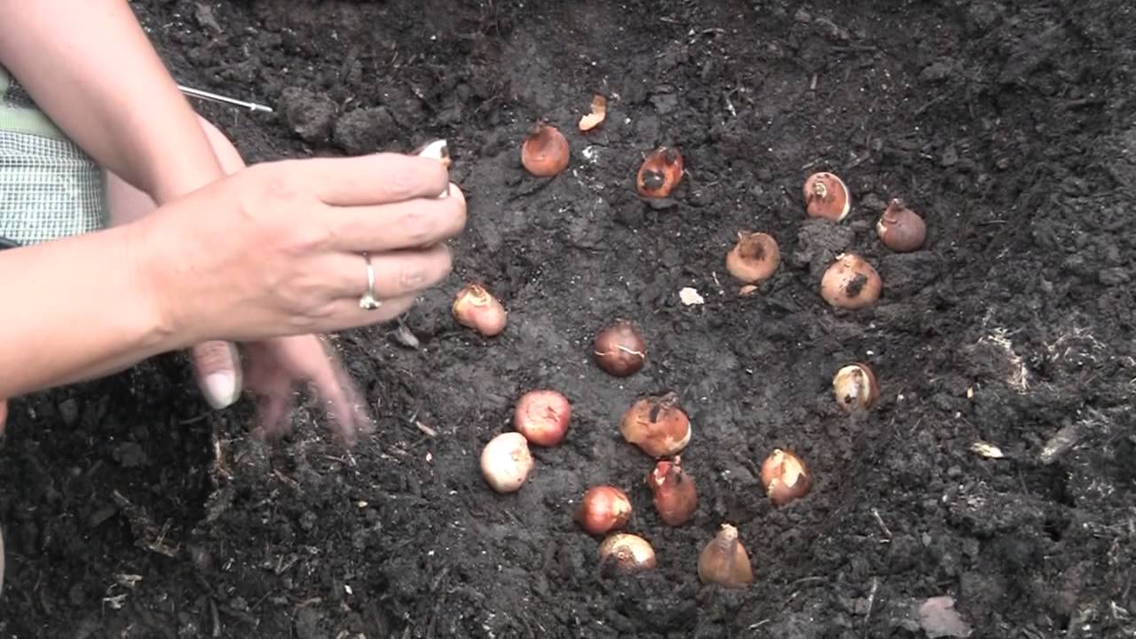 How to Select and Plant Fall Bulbs for Spring Color