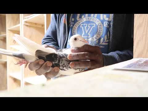 Best Kittel's "Salt N Pepper" Racing Pigeon, Splash Bird.