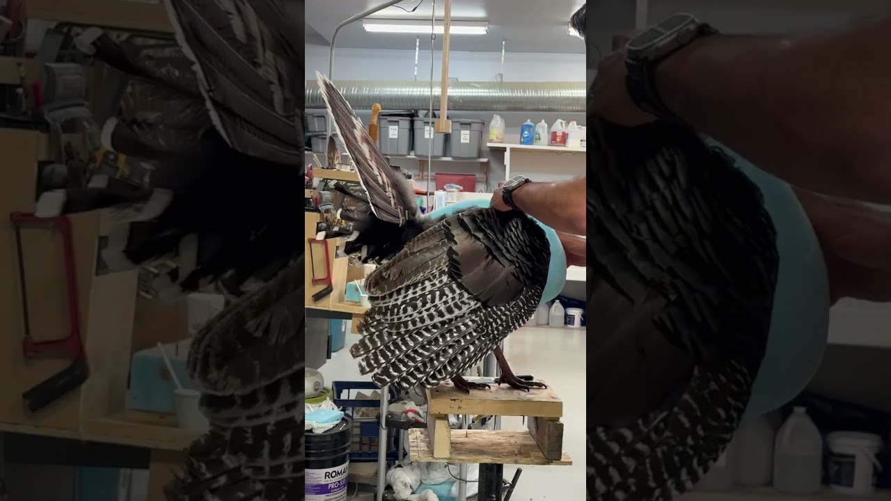 Turkey strutting, Taxidermy with slip cast.