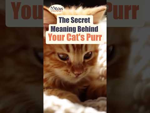 The Secret Meaning Behind Your Cat's Purr #catpurring #catbehavior #catfacts  #cathealth #happycats