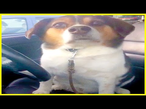 extra clean animal memes to show your dog | Funny pets of tiktok [JLFA]
