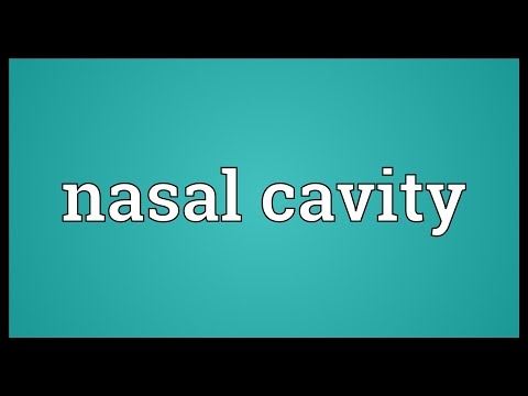 Nasal cavity Meaning