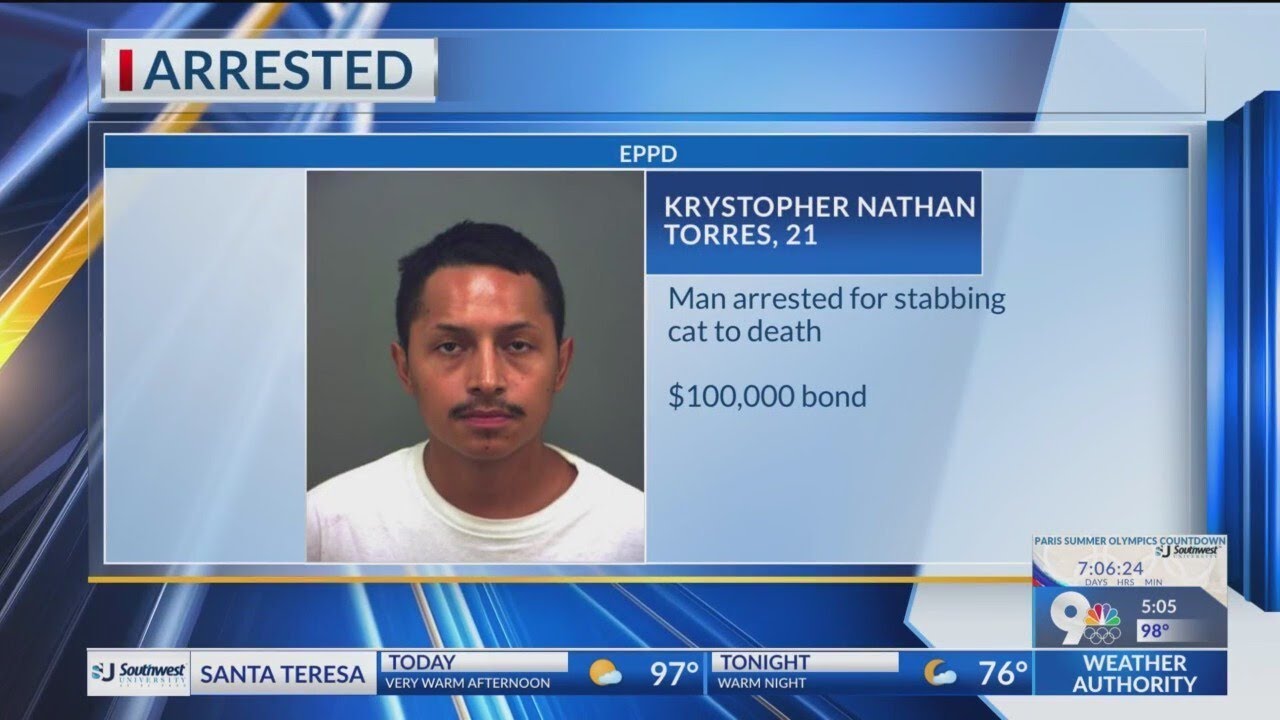 Man arrested after allegedly stabbing cat to death