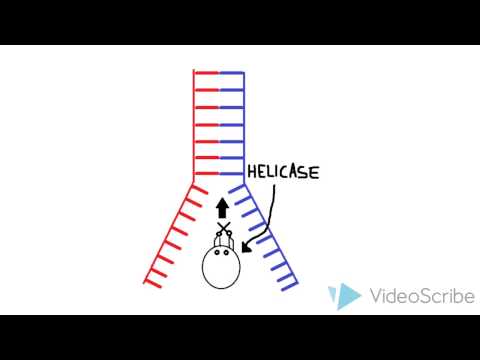 How DNA Replication Works