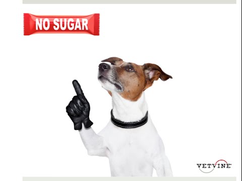 Xylitol - A Sugar Substitute That is Toxic to Dogs