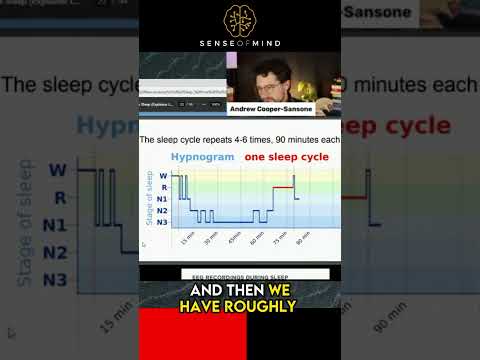 The Sleep Cycle - The Stages of Sleep Explained