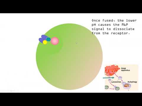Ch6 Mannose 6-phosphate and KDEL signals
