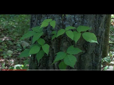 Health Minute - Poison Ivy