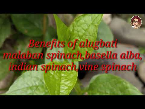 Benefits of alugbati (malabar spinach)