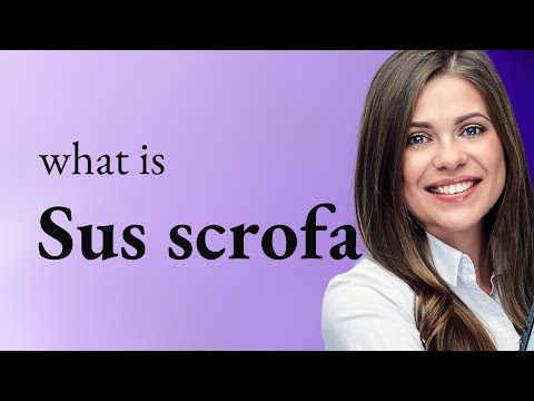Sus scrofa • what is SUS SCROFA meaning
