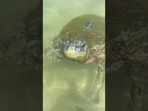 One Seaweed Snack Is Never Enough for This Turtle