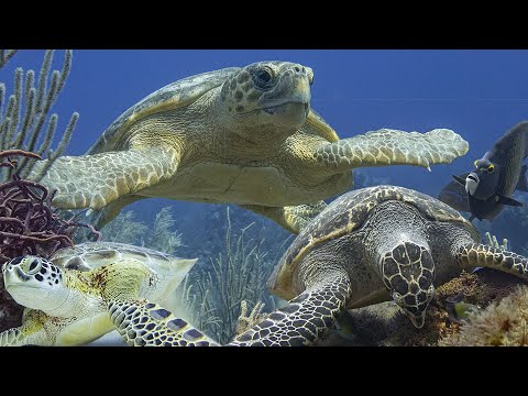 Sea turtles (Cheloniidae)