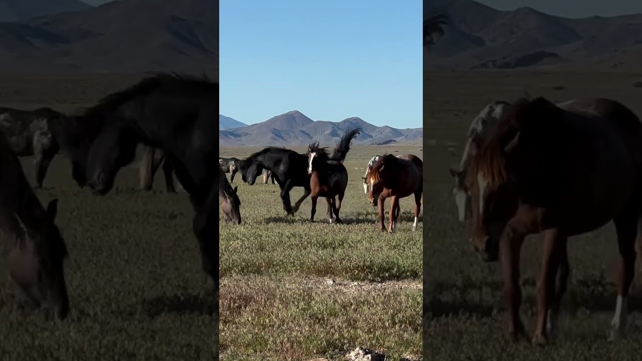 @wild horse breeding #horse #itsthehorsesforme #animals #horseriding