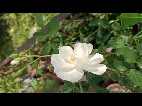 White Rose | Symbolizes: Purity, Innocence, Sympathy, New Beginning