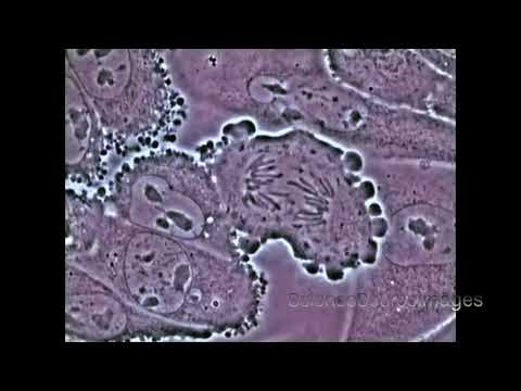 Mitosis in an animal cell Under the Microscope