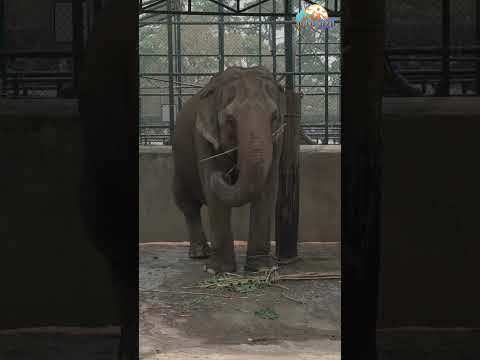 Elephant (Pawankali) || Central Zoo Jawalakhel. Lalitpur || Zoo in Nepal