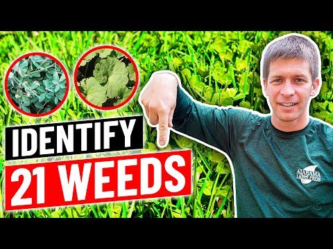 Weed Identification - Identify 21 Common Weeds in Lawn