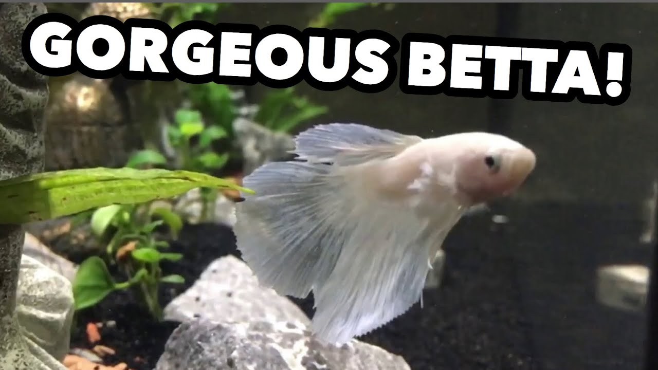 New Betta White Opal Dumbo Halfmoon