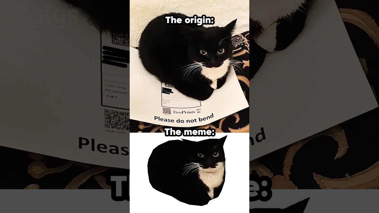 Maxwell the Cat origin