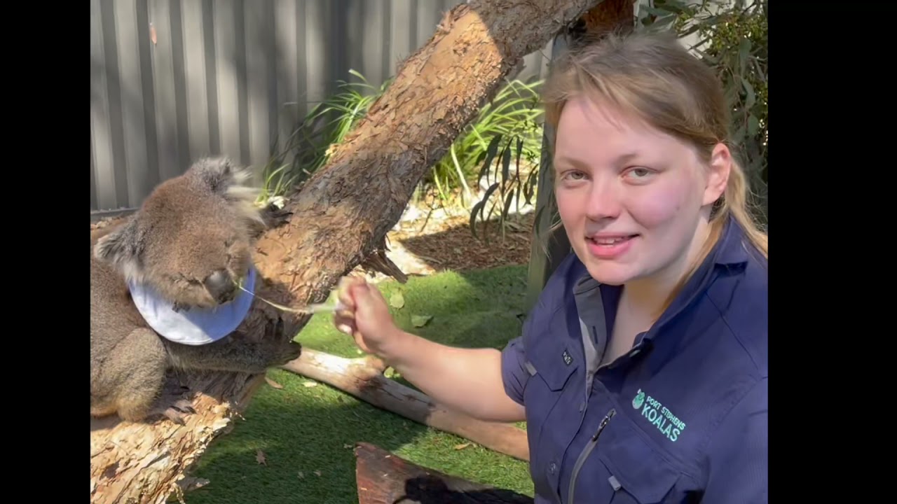 Save the Koala Day 2021