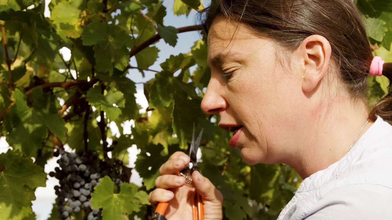 Coonawarra : Making Time