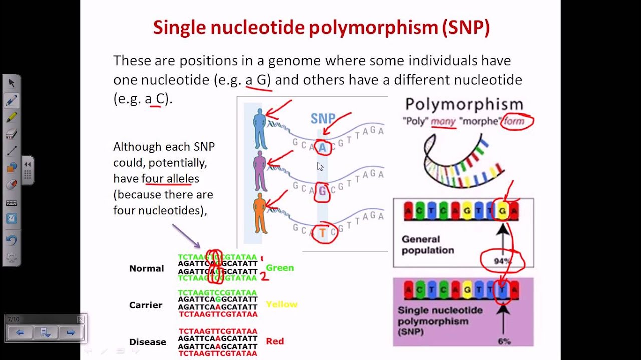Single nucleotide polymorphism SNP