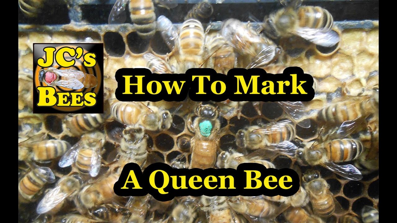 How To Mark A Queen Bee