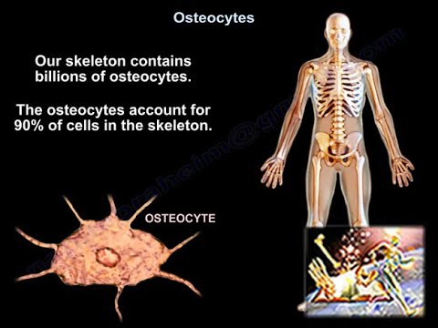 Osteocytes – Dr. Nabil Ebraheim's Blog