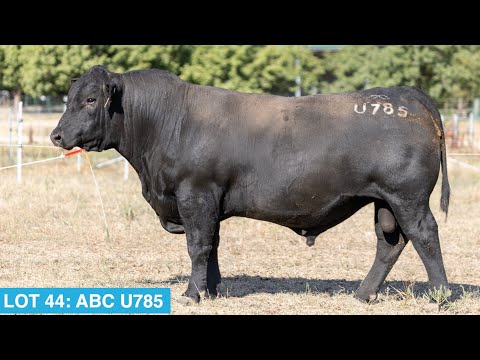 Upcoming Online Auctions | AuctionsPlus