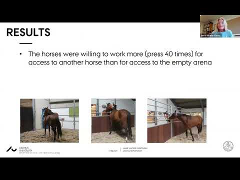 ISES Webinar Snippets: Associate Professor Janne Winther Christensen on Horse Ethology
