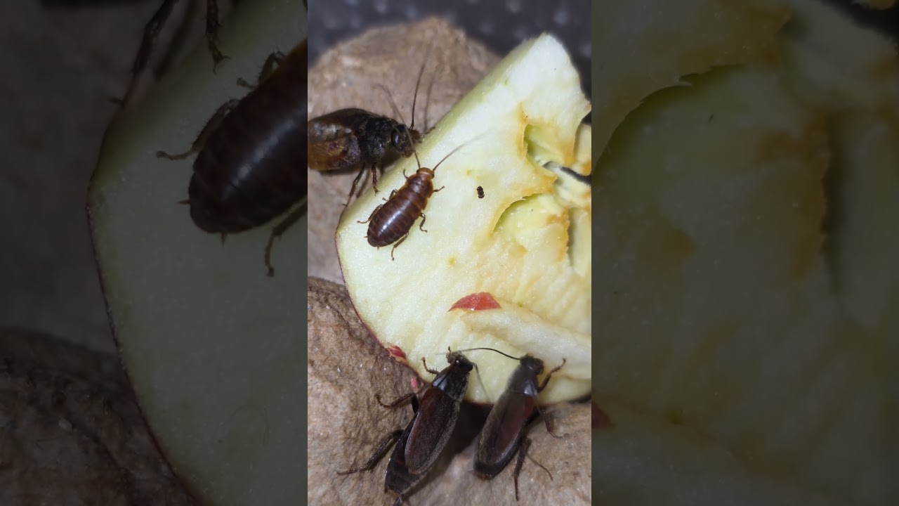 Diploptera punctata are a neat and unique roach species, and not too difficult to keep either.