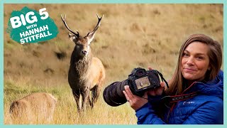 Learn English through Video Red Deer | Big 5: Scotland | BBC Earth Kids.