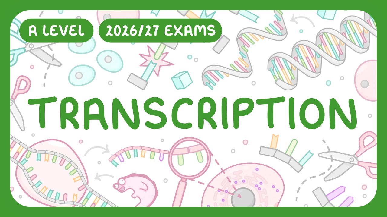 A-Level Biology - Transcription | Sense & Antisense Strands (2026/27 exams)