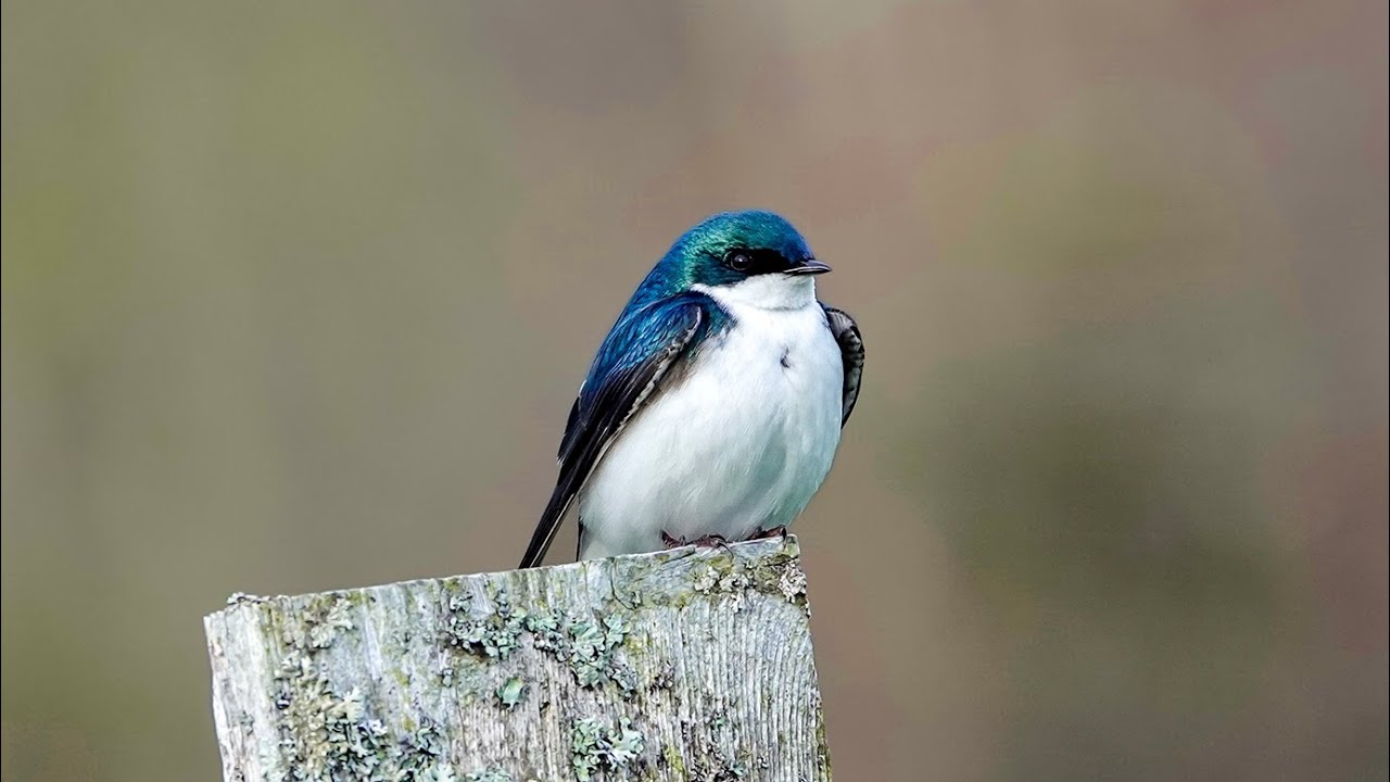 Tree Swallow: Sounds (10 May 2024)