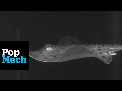 This Swimming Stingray Robot Is Powered by Real, Living Rat Cells