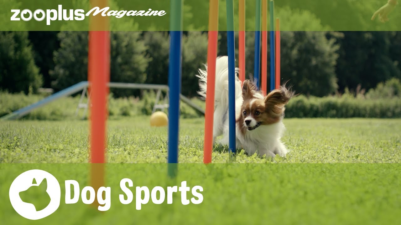 What is Dog Agility & Dog Dancing? (Tips & Hints)