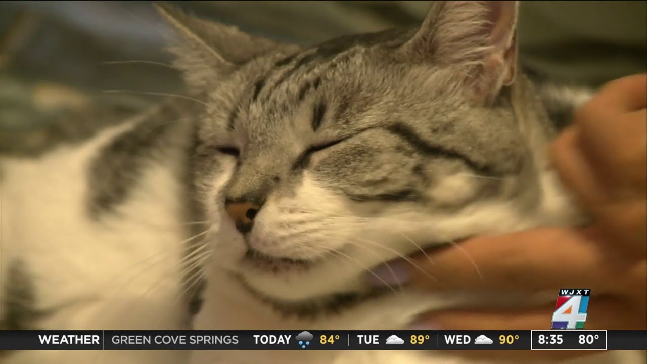 Hurricane Pet Preparedness