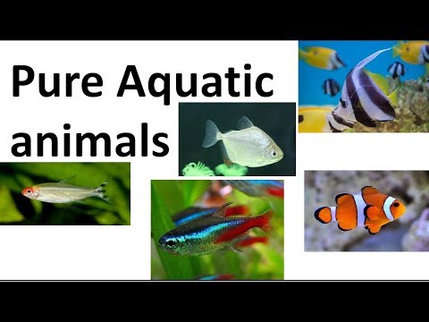 Learn Aquatic Animals Name Hindi & English | जल में रहने वाले जीवो के नाम |