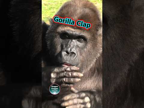 Gorilla Clap #clapping #gorilla